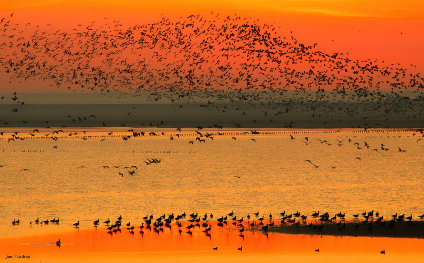 Sort Sol bussen - ved Vadehavets Oplevelser | Visit Rømø & Tønder