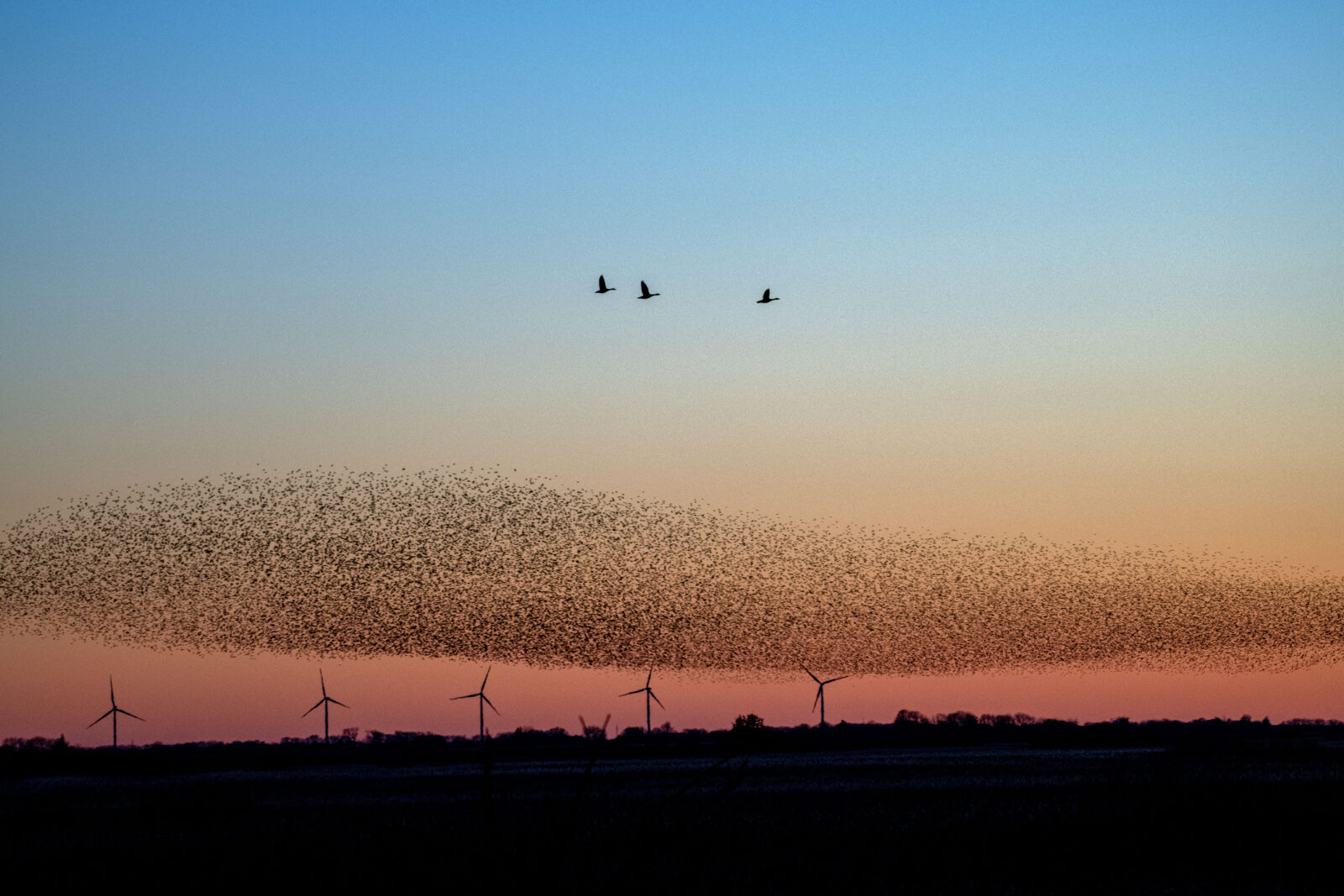 Sort Sol med guidet bustur - ved Sort Safari | Visit Rømø & Tønder