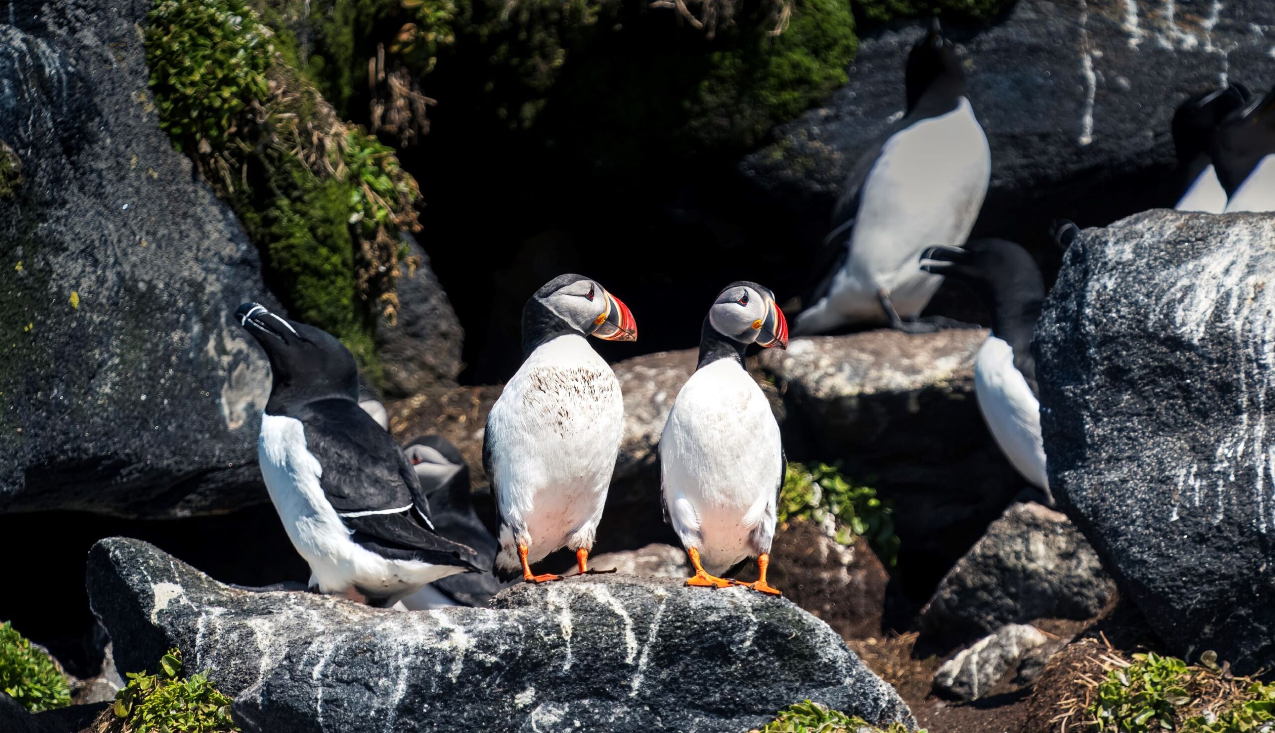 Puffins | OhMyGreenland