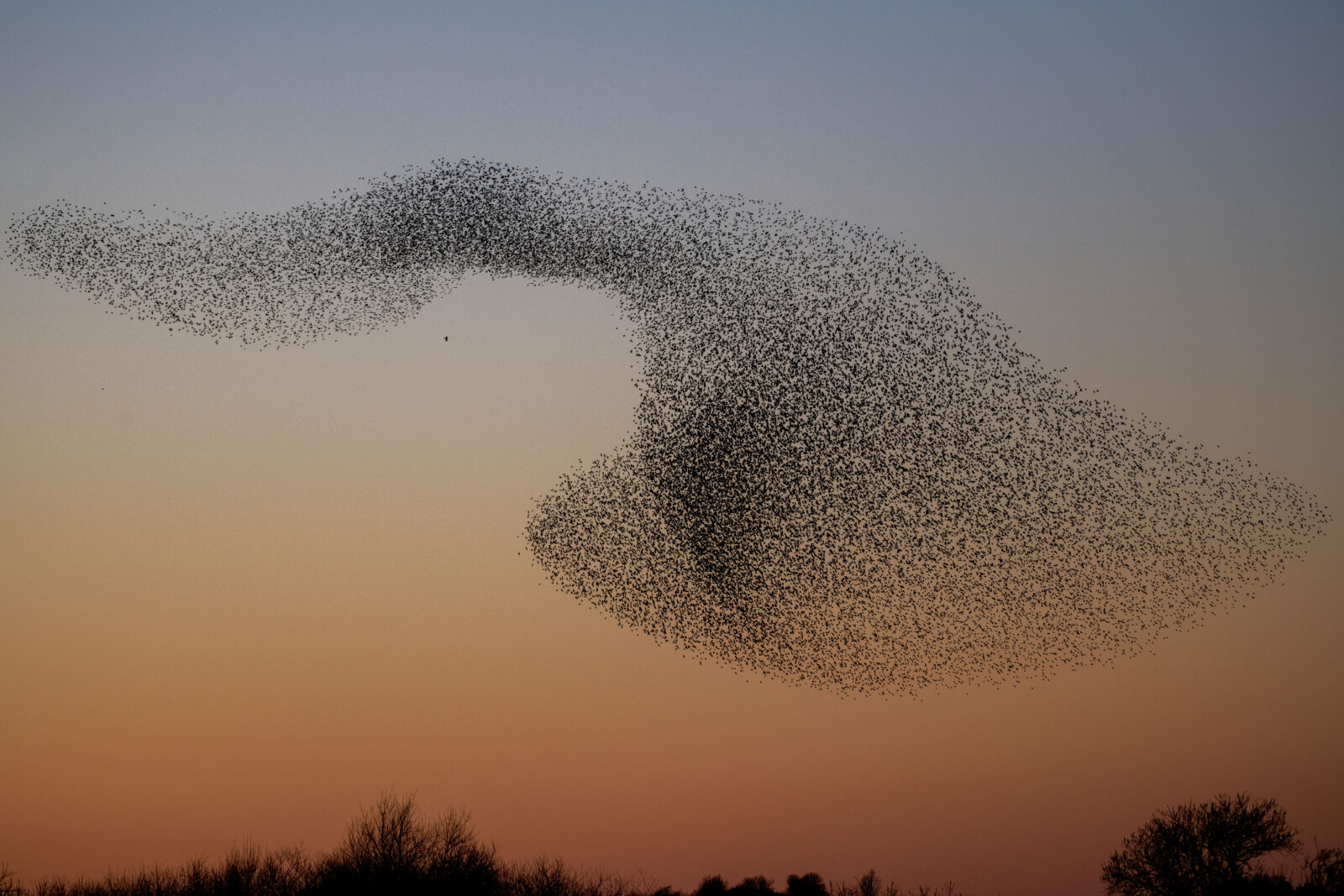 Dagstur med Sort Sol - ved Vadehavets Oplevelser | Visit Rømø & Tønder